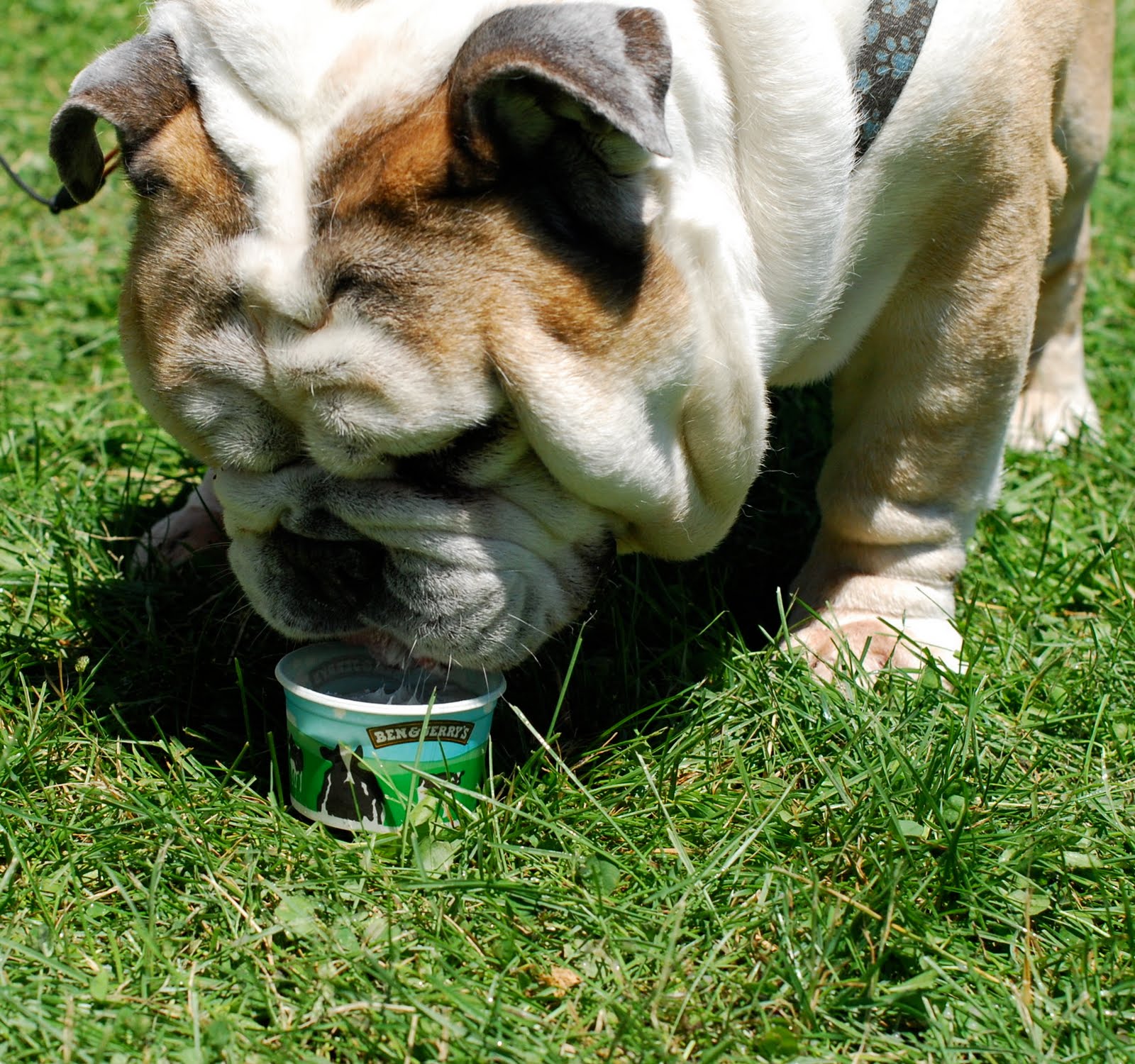 The Homesteading Hussy: Dog Dayz