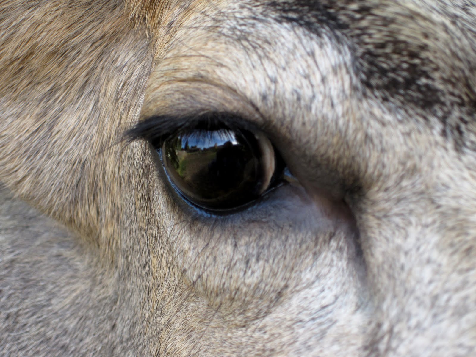 Taxidermy by Josh Hunt: Mule Deer