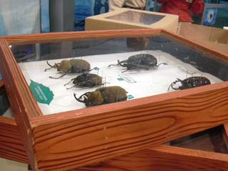 insectos de colombia