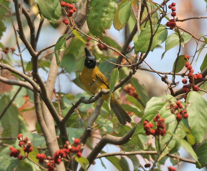 Mallotus Phillippensis or the Kamala tree | Healthy Tips For You