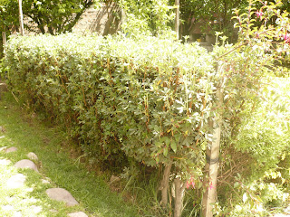 TALLER DE BONSAI Y MEDIO AMBIENTE - HUANCAYO: EL QUINUAL