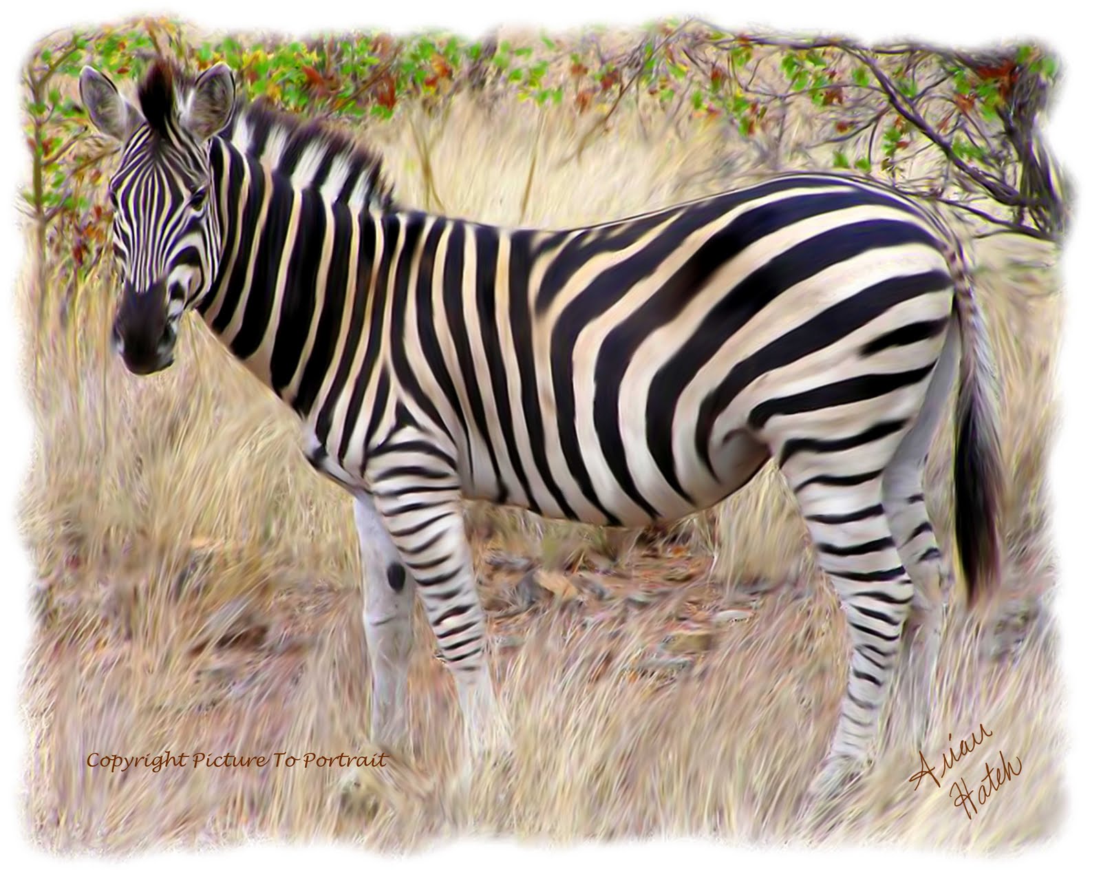 Picture to Portrait: Zebra
