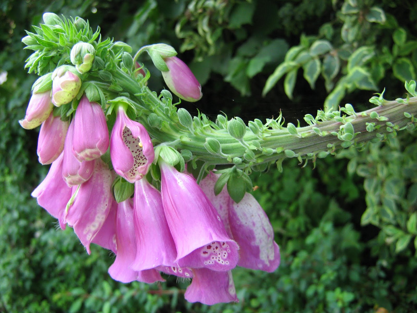 Fascinating Fasciation