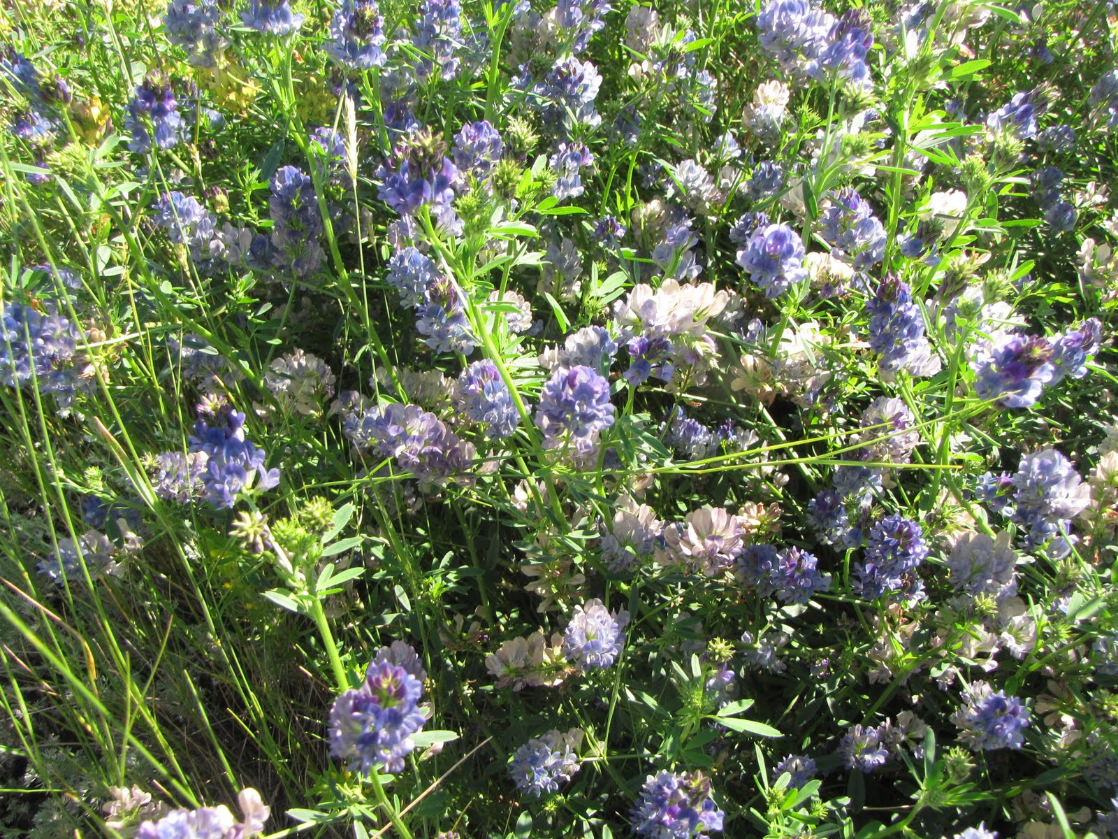 Ranch Riding: The Many colors of Alfalfa