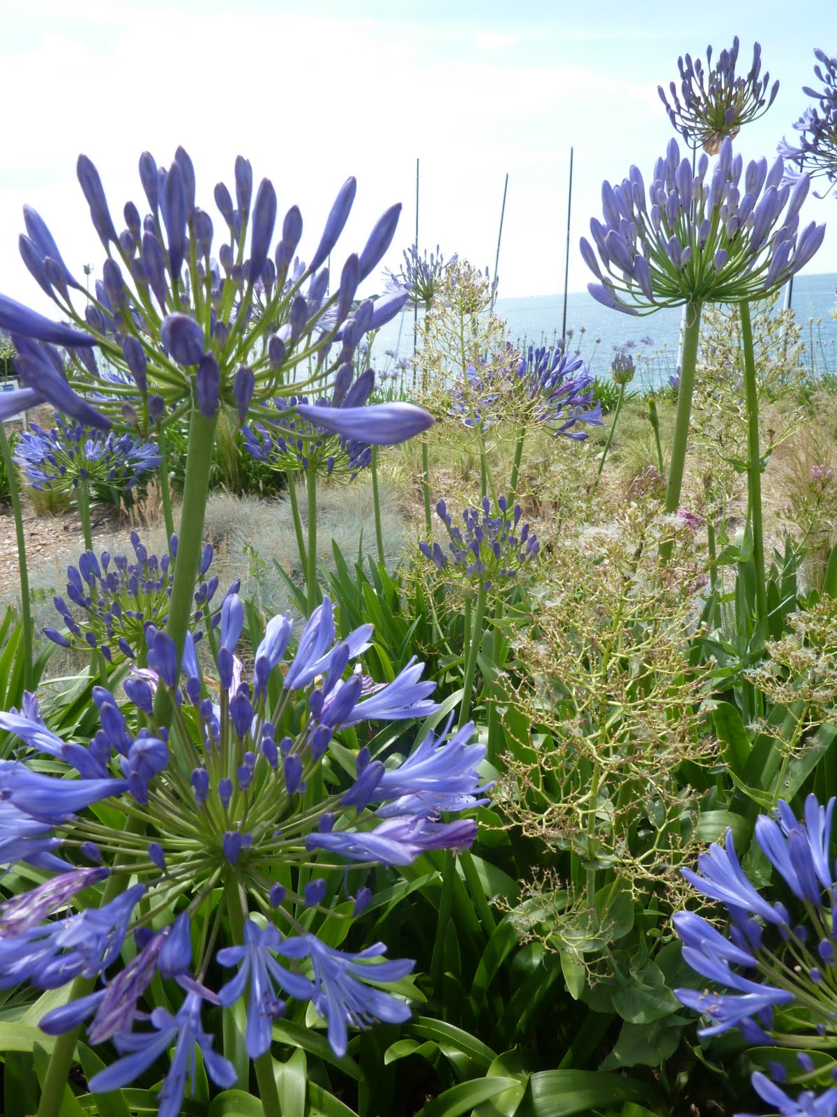 summerfete: les fleurs de Bretagne