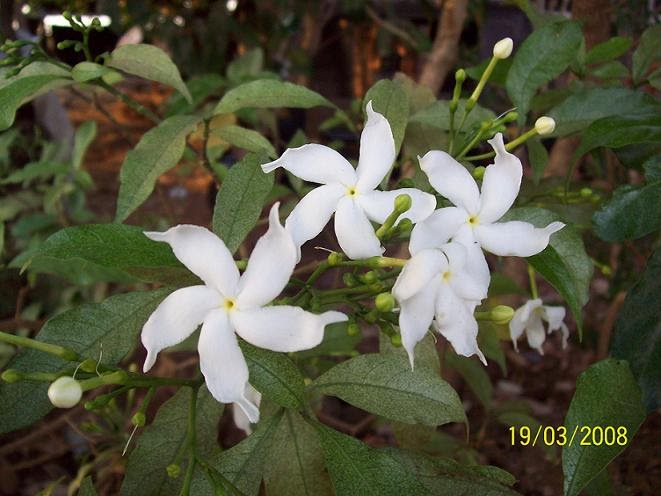 Nandhiyavattai - Swastik Flower