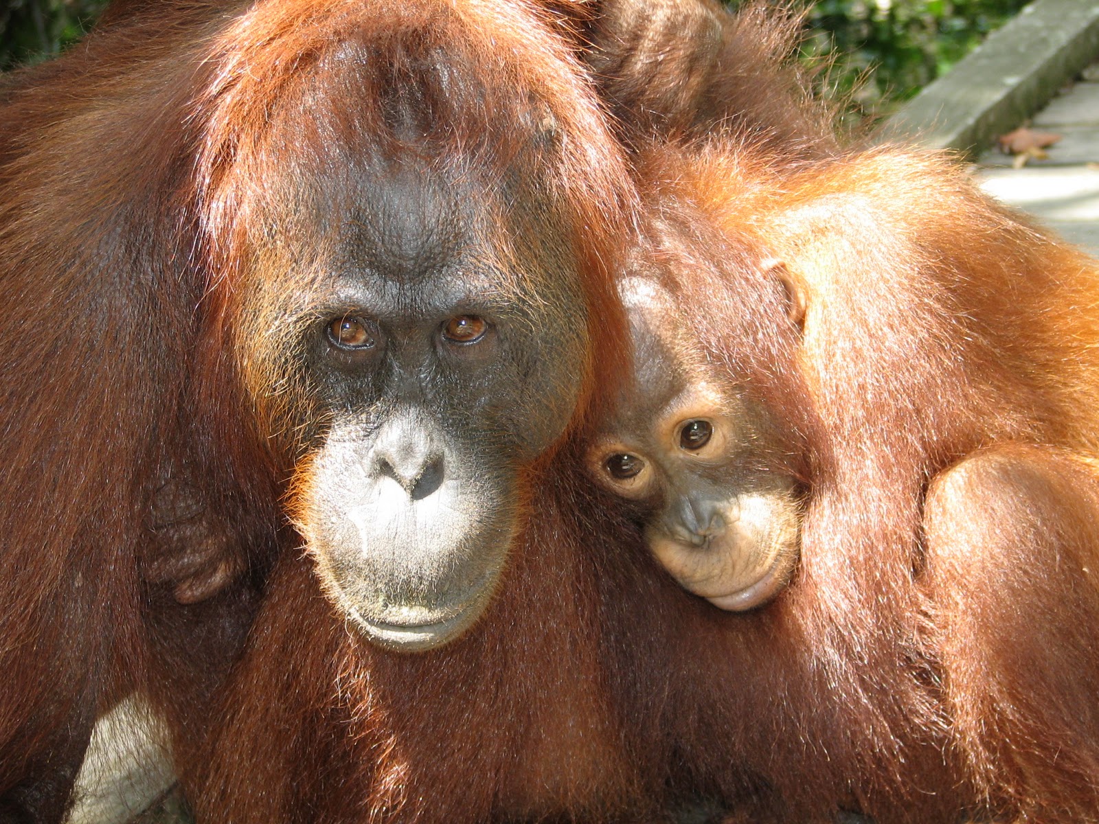 Airstream Voyages: Kumai and the Orangoutangs