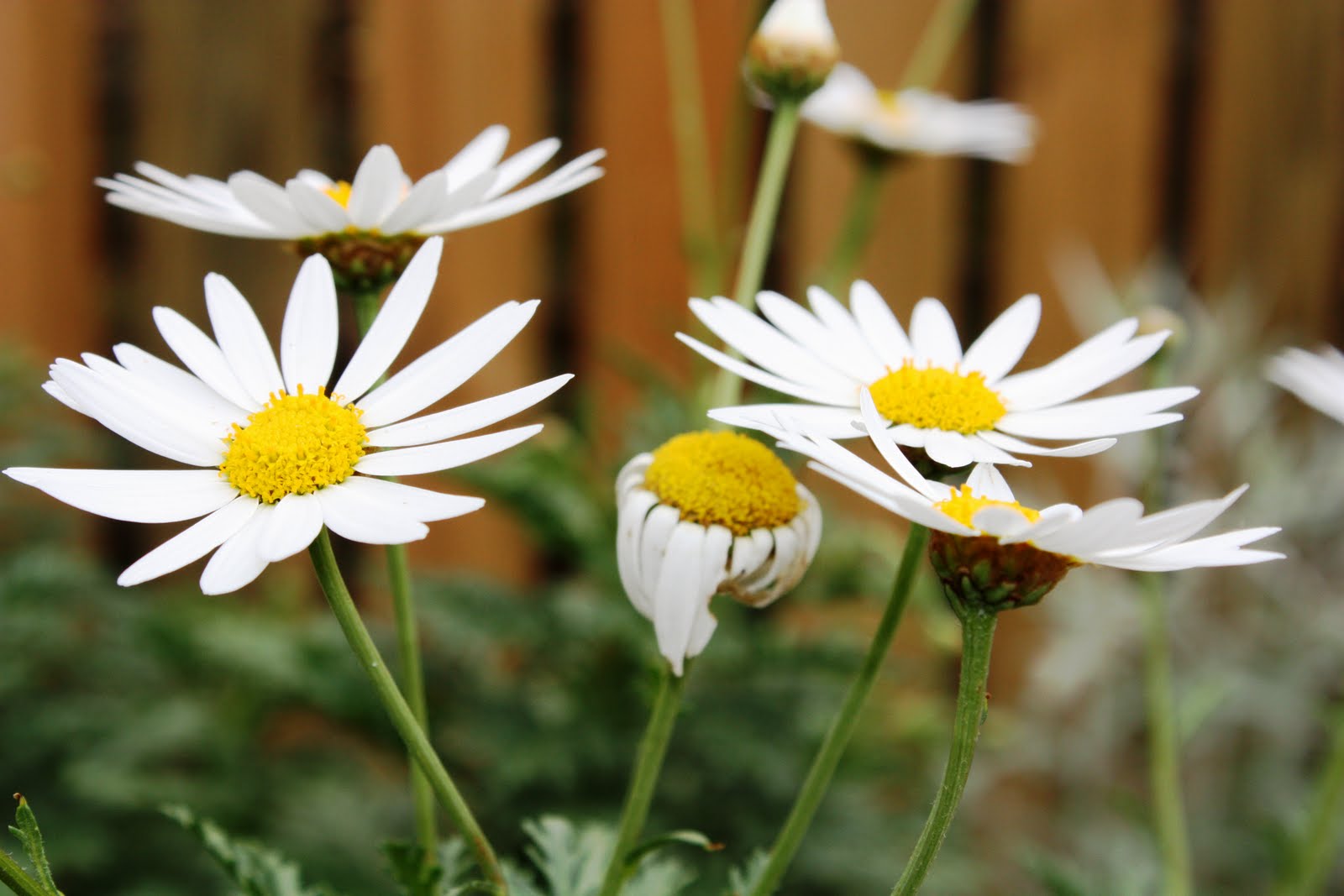 One foot in the Karoo: Prince Albert flowers