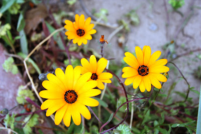 One foot in the Karoo: Prince Albert flowers