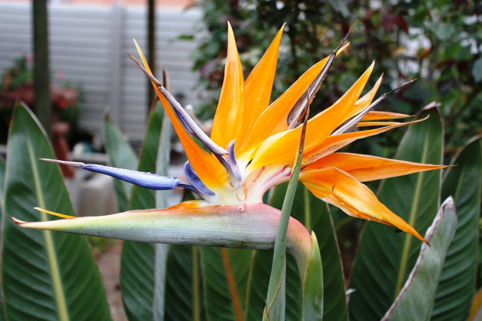 One foot in the Karoo: More Prince Albert flowers