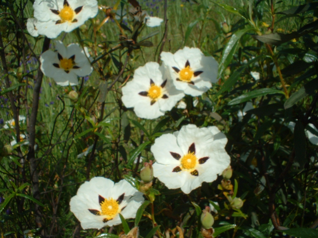 Viva VALE DA CARREIRA, aldeia de Proença-a-Nova!: As Flores de Esteva e ...