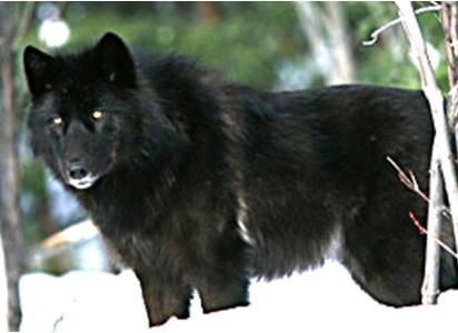 View topic - Moonlit Memory | Romantic/Drama/Wolf RP | Closed - Chicken ...