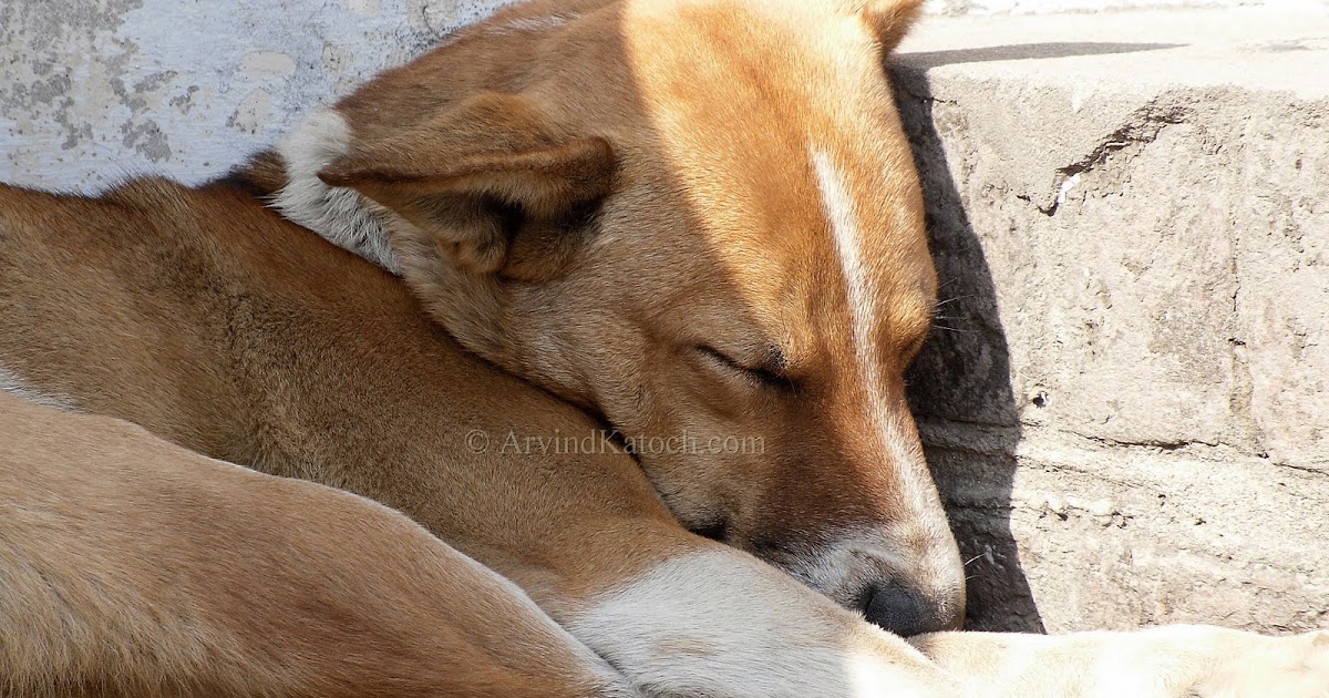 Beautiful pictures of Stray Dogs | Thoughts-of-an-ordinary-man