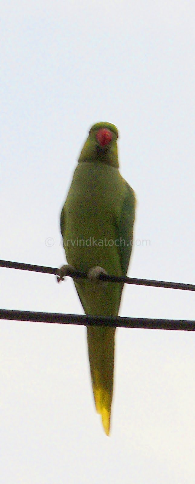 Beautiful Parrots HD Pictures (Himalayan Multicolored Parrots)