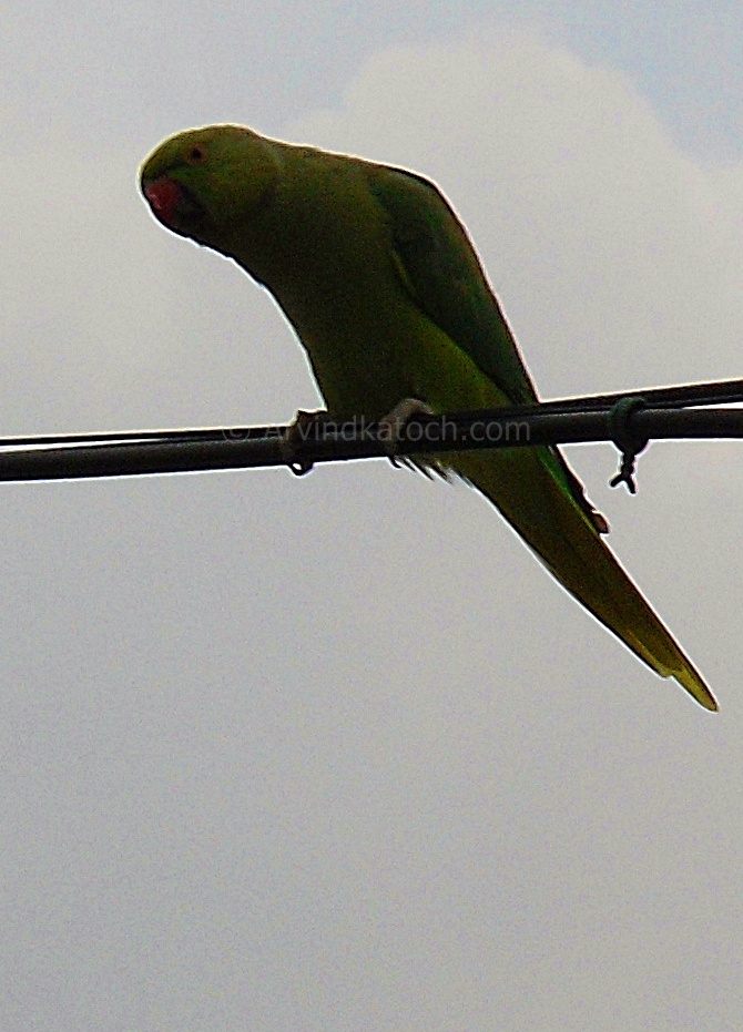 Beautiful Parrots HD Pictures (Himalayan Multicolored Parrots)