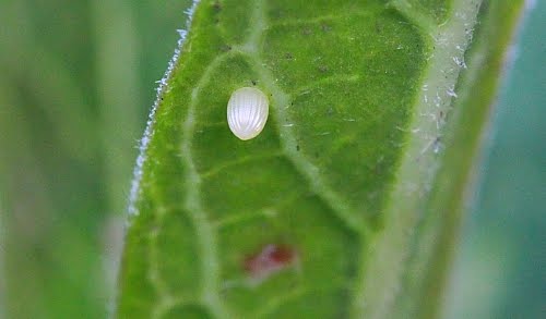 GetawayMoments: Monarch Butterfly Birth