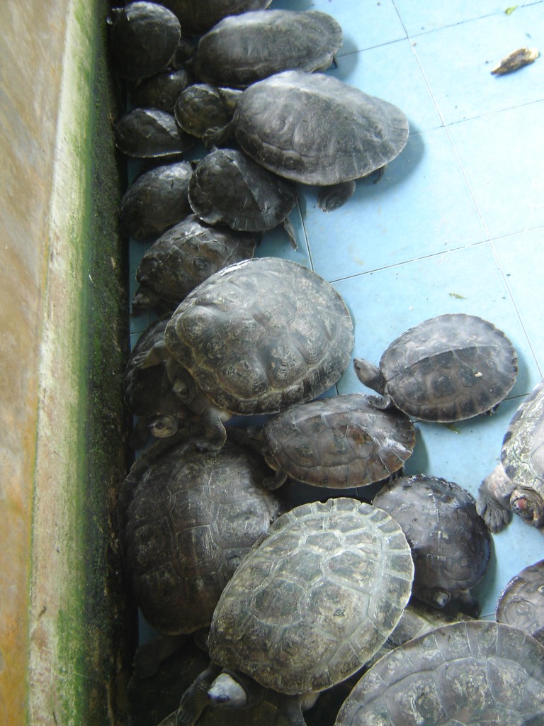 SUMPAHAN TOK KADOK: TELOR TUNTUNG DI PASIR SUNGAI TELOK BAKONG.