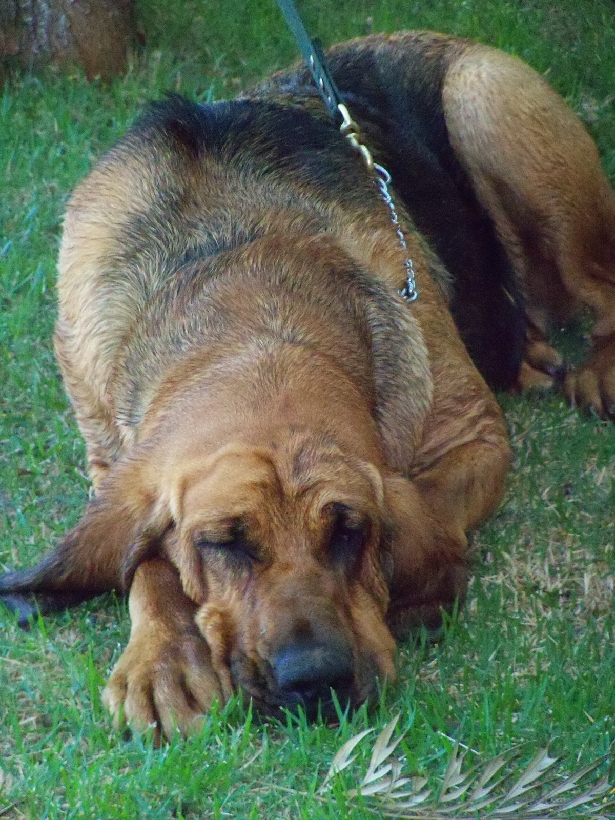 Aldeia dos Bichos Clínica Veterinária: Bloodhound ( Chien du Saint Hubert )