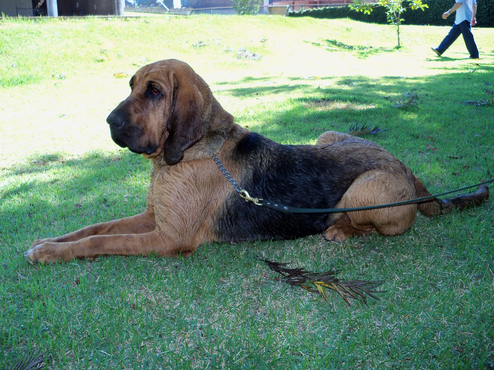 Aldeia dos Bichos Clínica Veterinária: Bloodhound ( Chien du Saint Hubert )