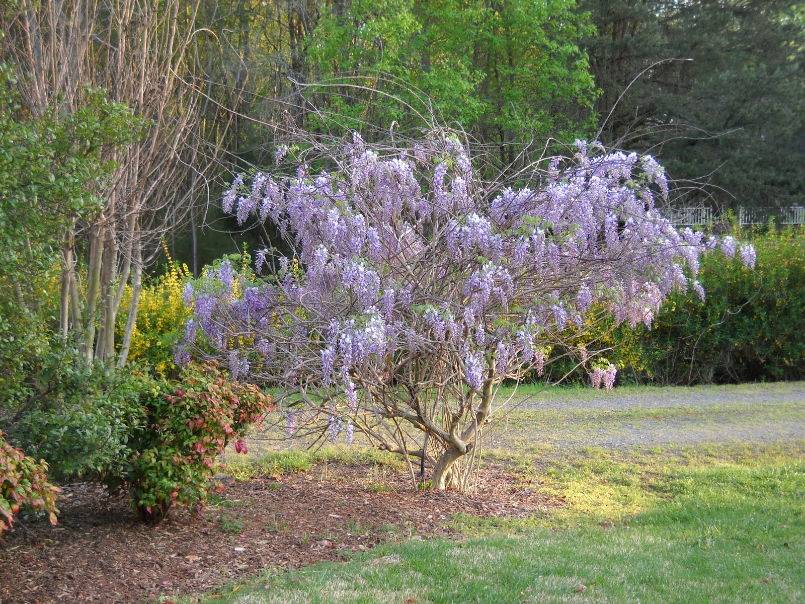 Painter's Place: Wisteria Tree