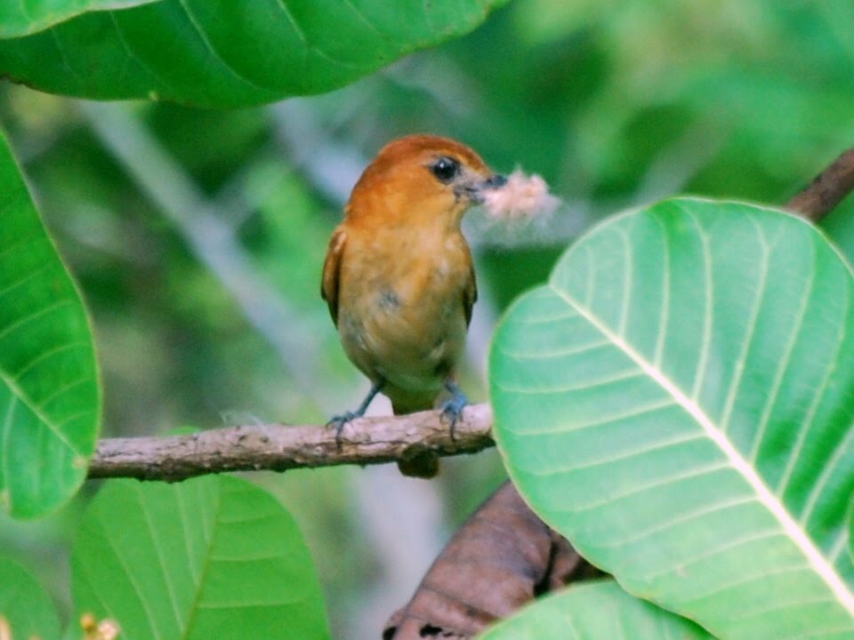 Jan Axel's Blog: Birding the San Francisco Reserve