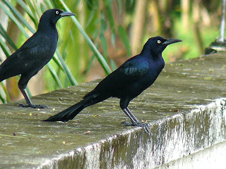 Jan Axel's Blog: Grackles, changos or talingos? Myths and truths