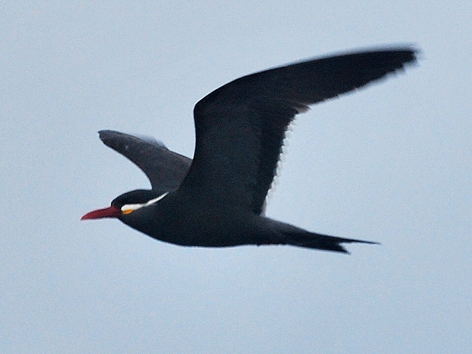 Jan Axel's Blog: Bird of the month: Inca Tern