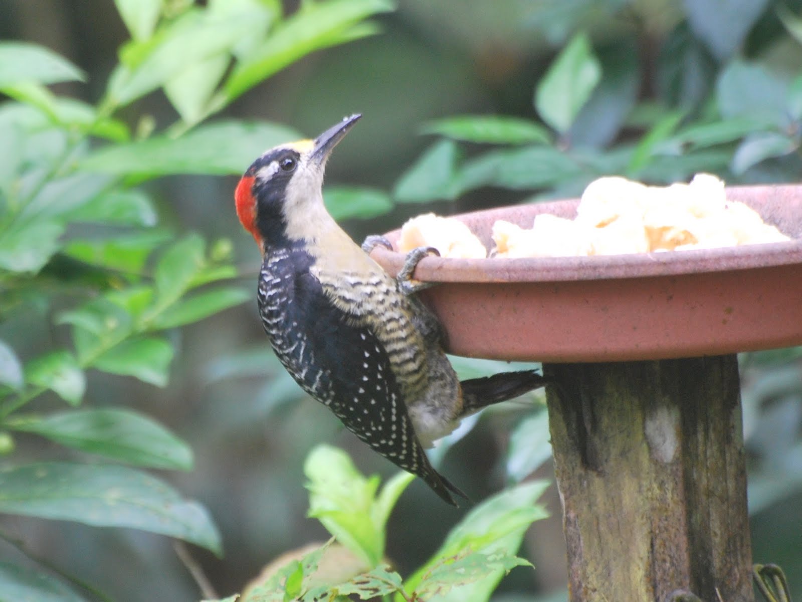 Jan Axel's Blog: Lazy birding