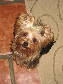 my Furry Friends: Yorkie angels! getting silver and silky!