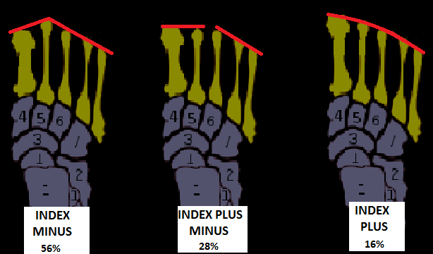APUNTES (conexiones): metatarso
