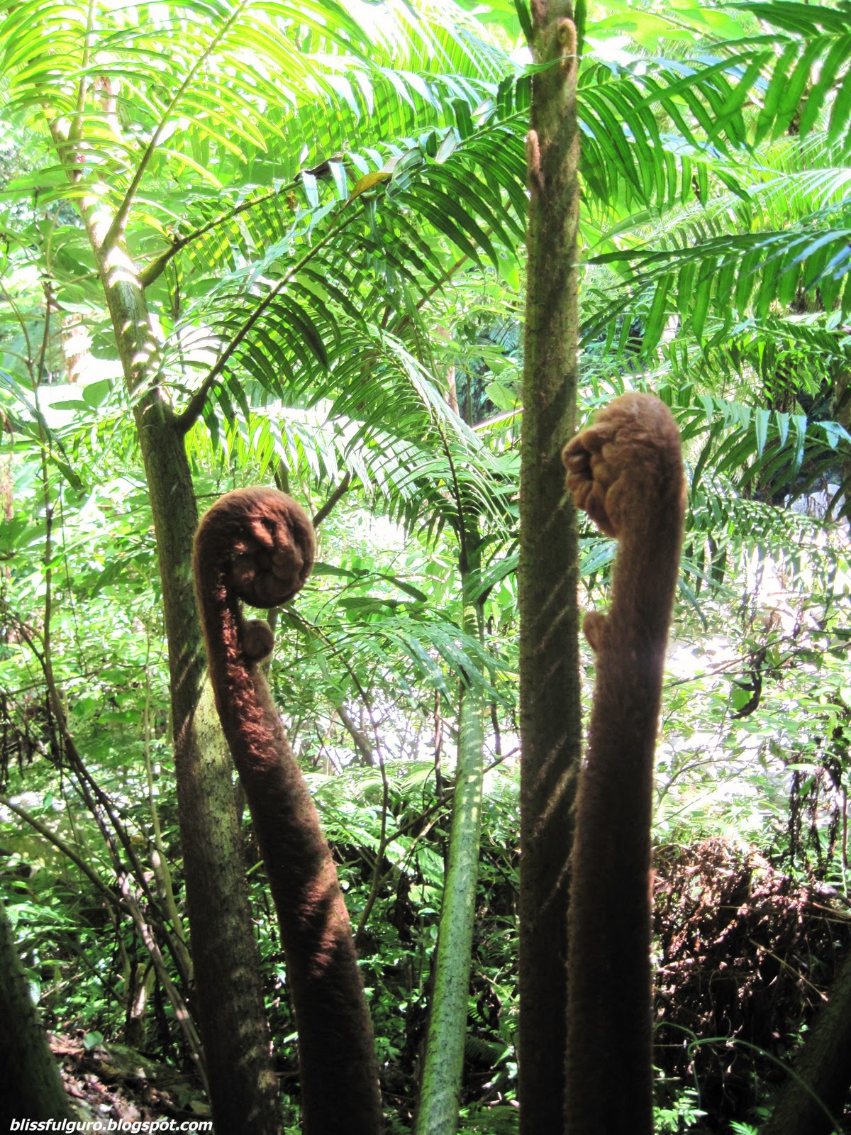 Consocep Falls (Mt. Isarog- Tigaon, Camarines Sur) - blissfulguro