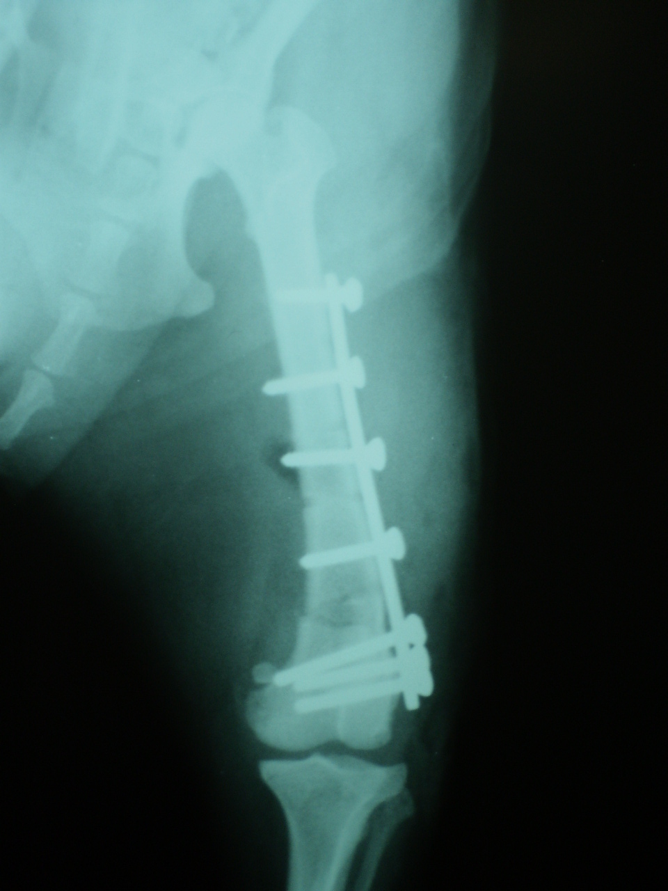 Traumatologia y Cirugia Ortopedica Veterinaria: FRACTURA DISTAL DE ...