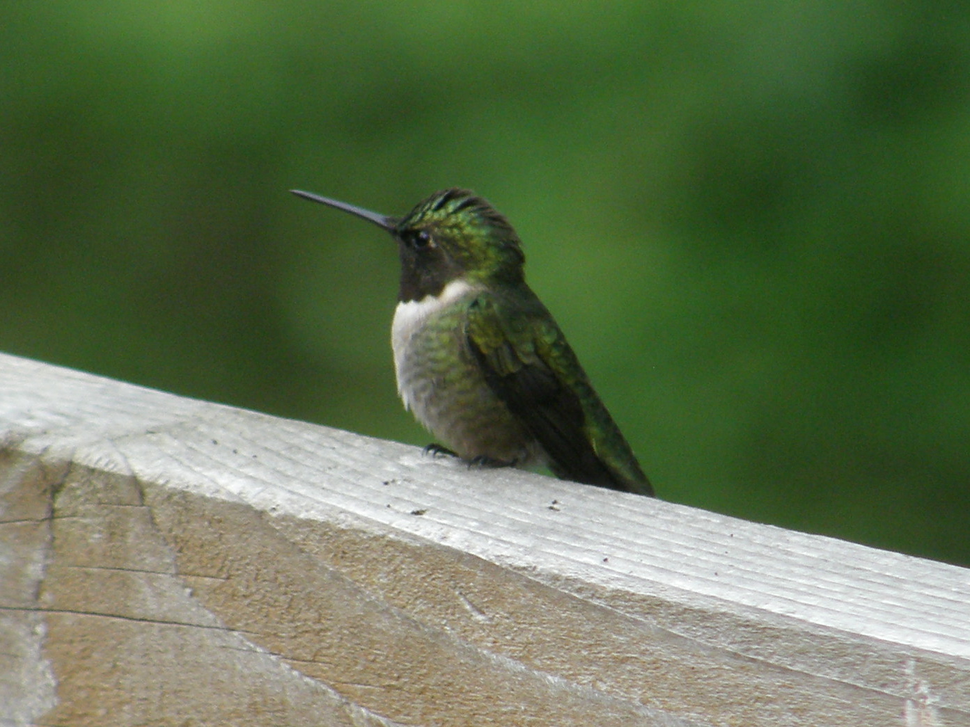 Ruby throated Hummingbird Gorget