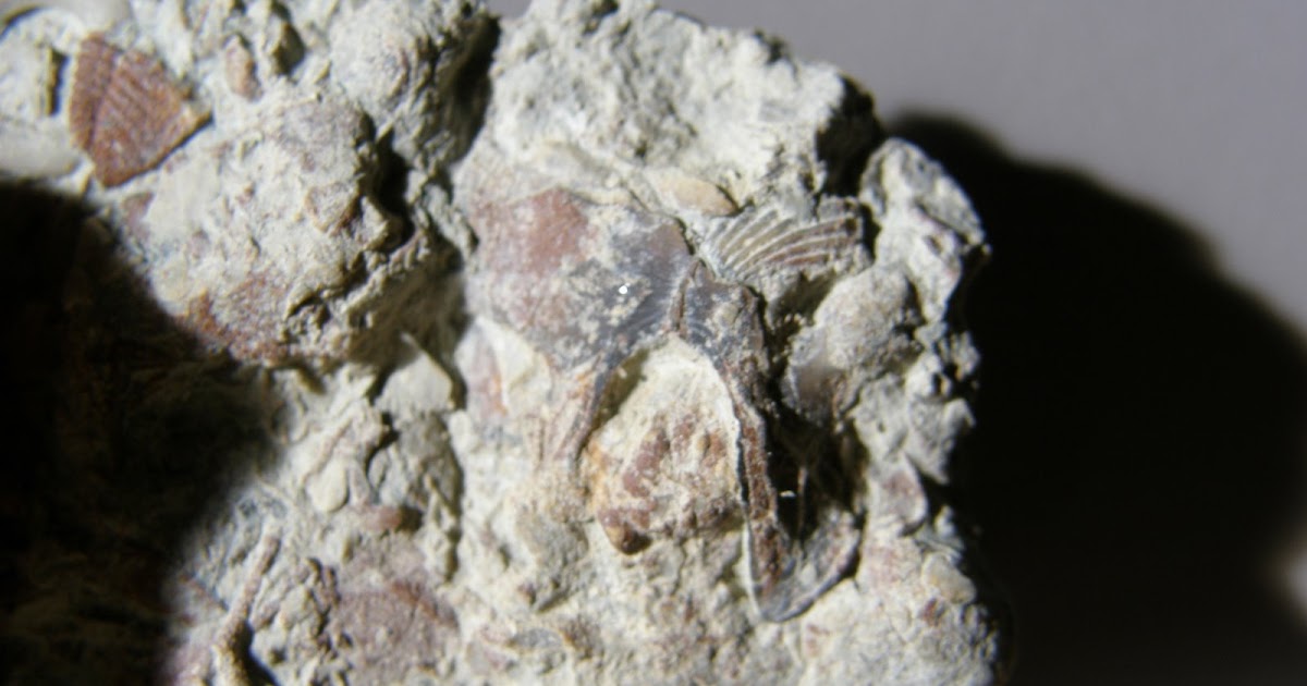 An Unexpected Fossil