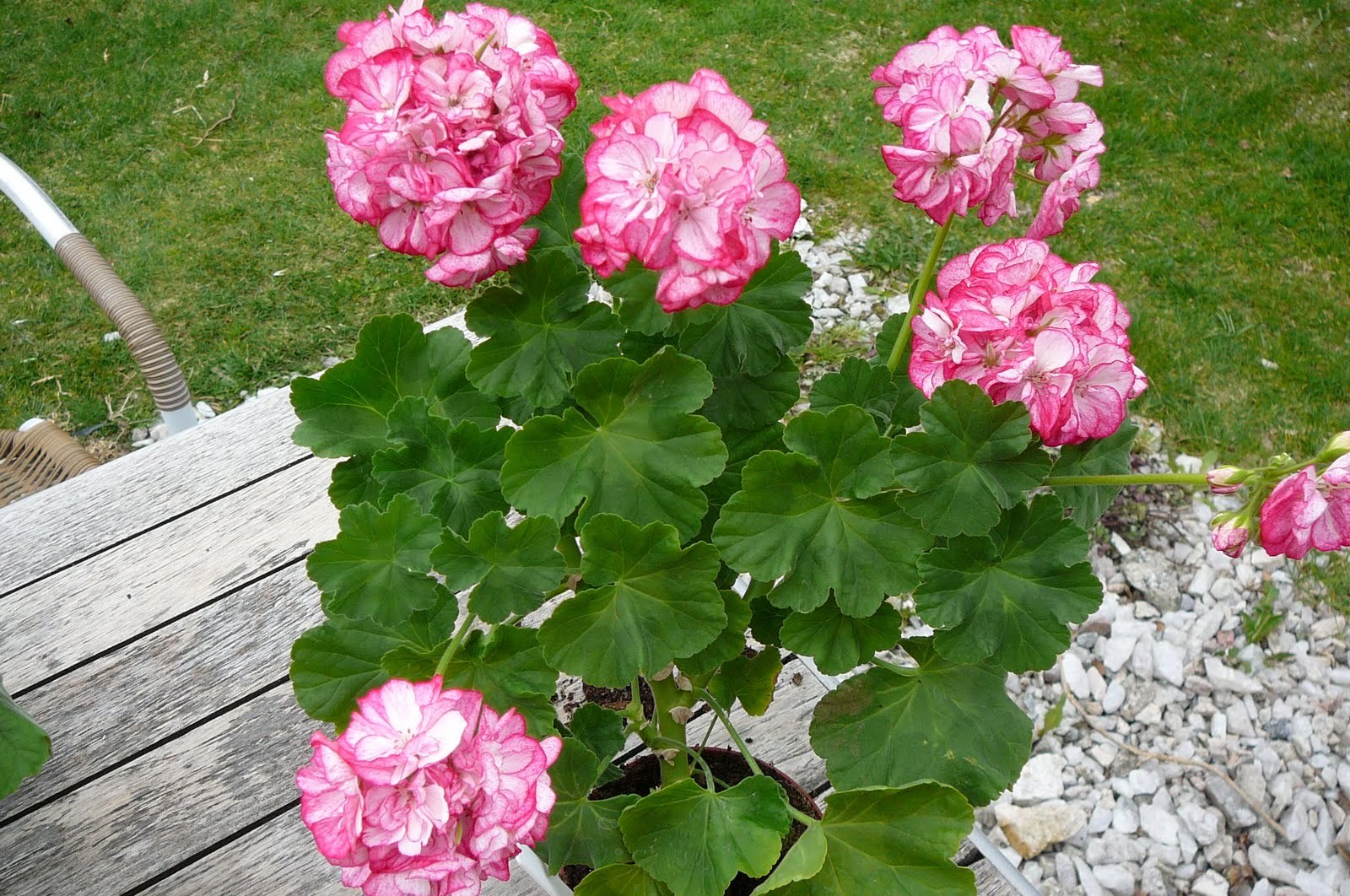 Töllås trädgård: Döttrar och söner