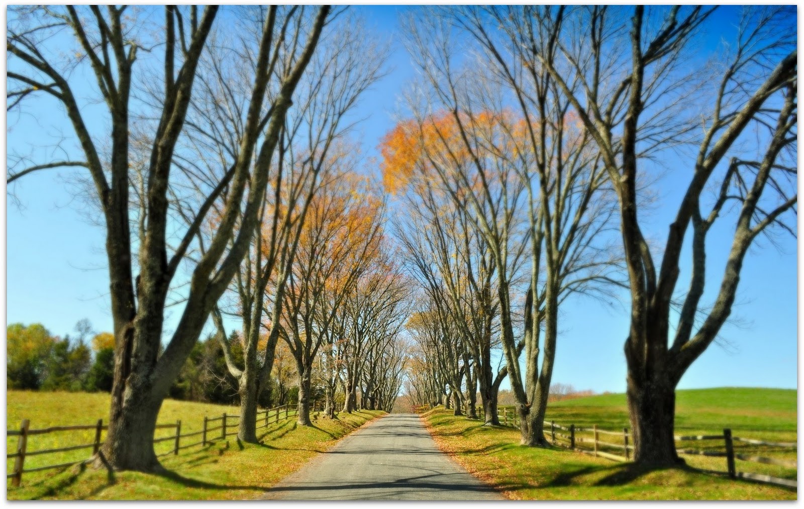 Mademoiselle RVA: November Trees