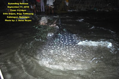 Whale Shark rescued in Calatagan Batangas