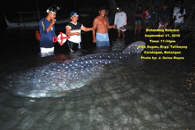 Whale Shark rescued in Calatagan Batangas
