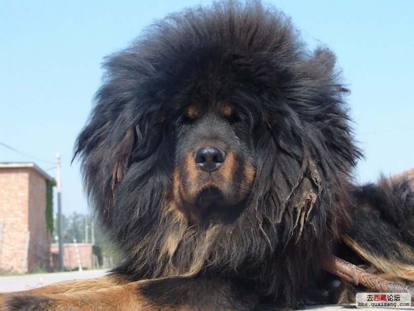 View topic - Lost Souls - Dog RP - Needs Members - Chicken Smoothie