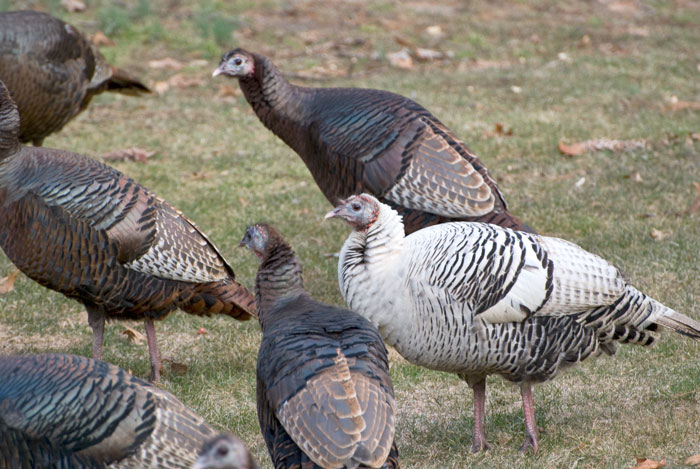 Early Spring 2010