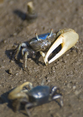 Cape Cod: Long Meadow and Wellfleet Bay