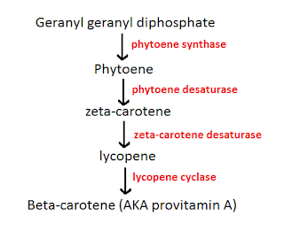Makes Science To Me: The Golden Rice Project