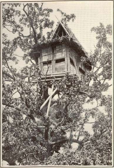 FOF Living: HISTORY OF THE TREEHOUSE.