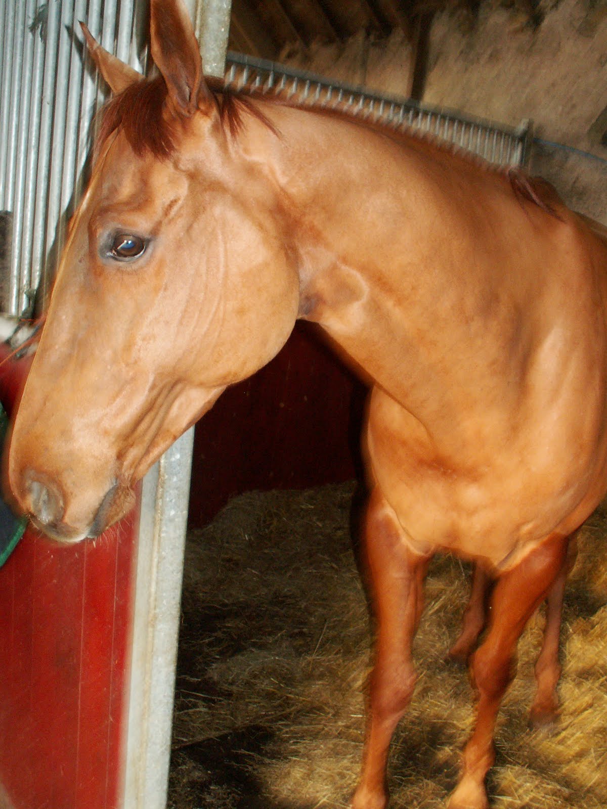 Ayr Riding Club - Classifieds: June 2010