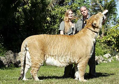 Nirmal's blog: Biggest Tiger seen ever