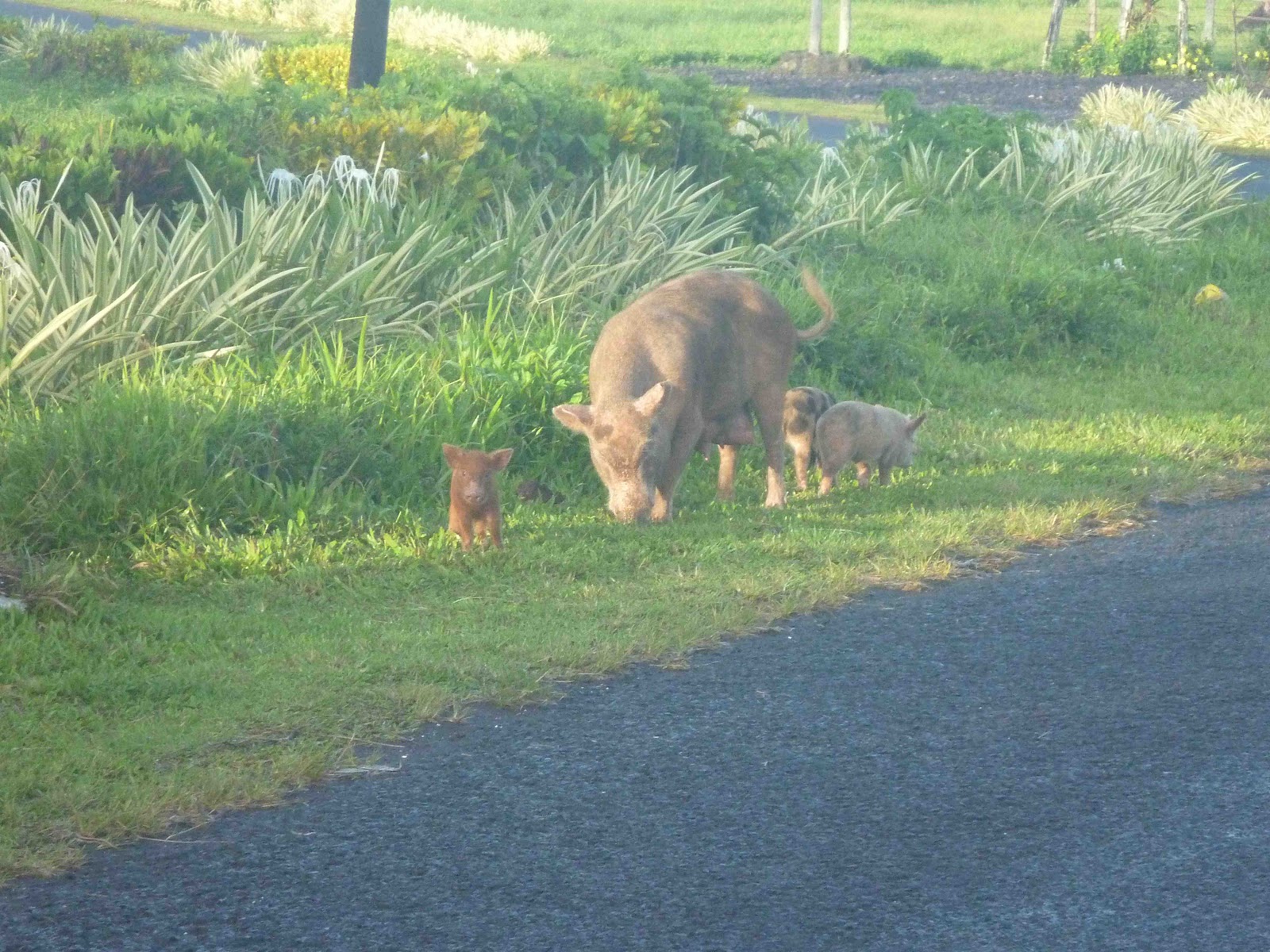 My Samoan Life: December 2010