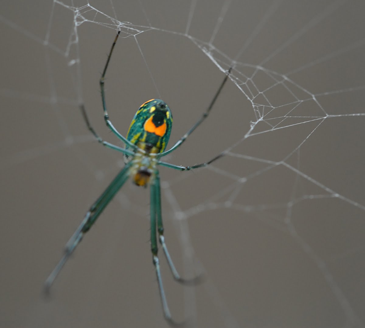 The Vital Muse: Today in the Backyard