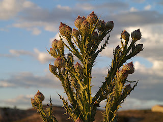Flora y Fauna: Que es la flora?