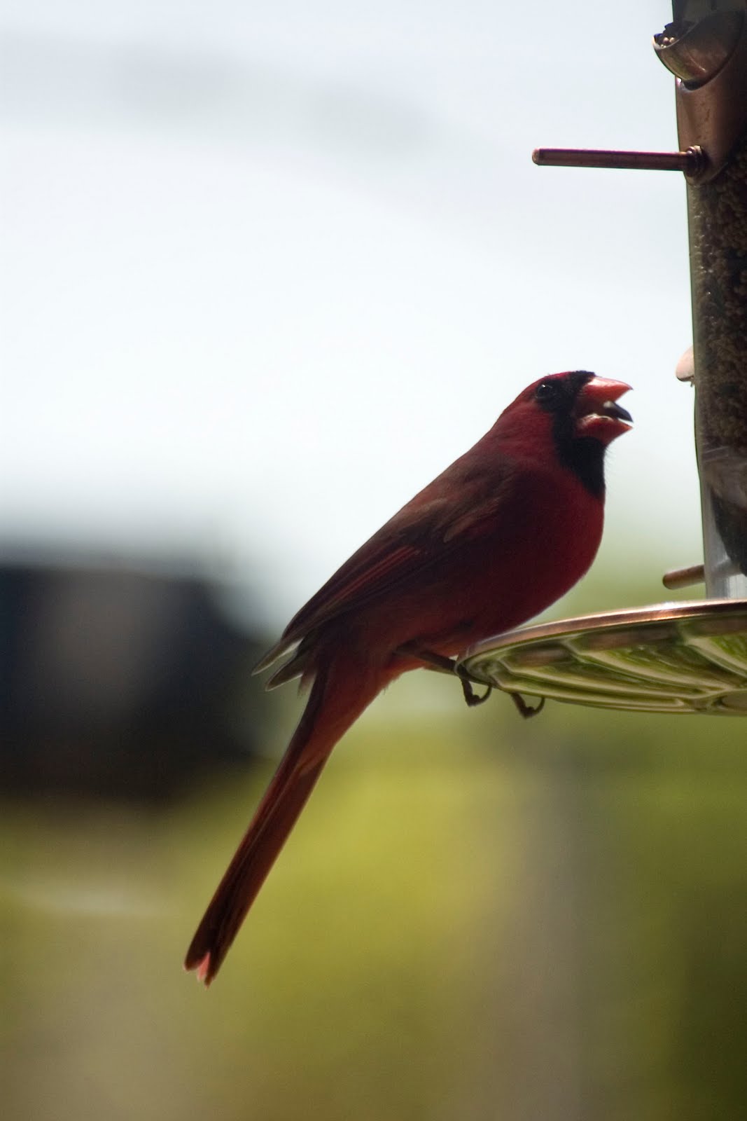 Walking with the Cooks: Spring Birds