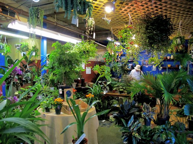 Julie Zickefoose on Blogspot: The Village Greenery